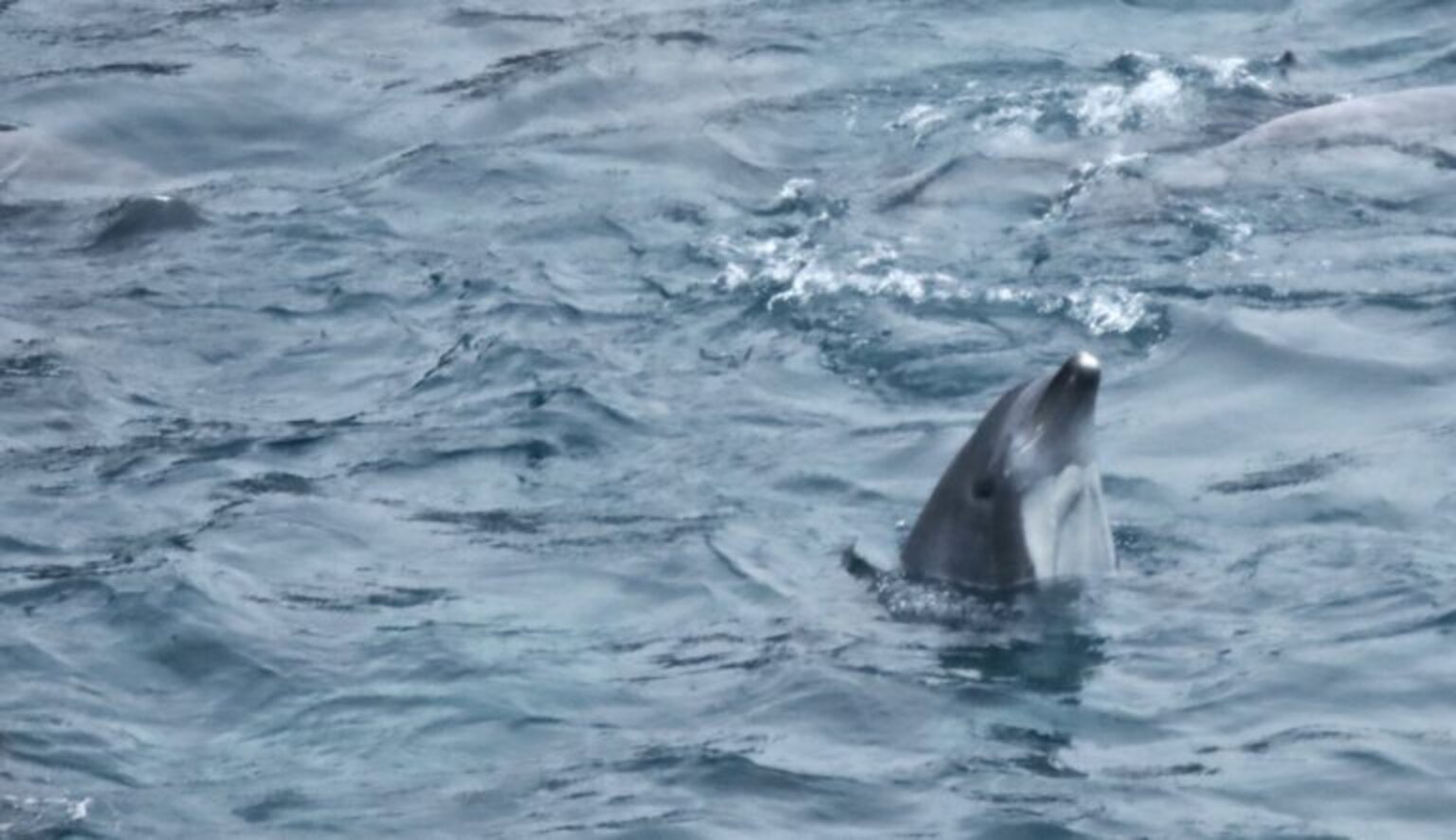 Hundreds Of Dolphins Are Waiting To Die Right Now In Infamous Cove ...