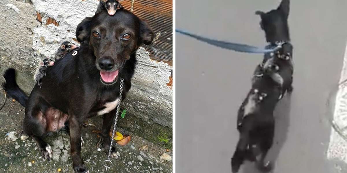 Dog Adopts Orphaned Opossums, Takes Them For Rides On Her Back - The Dodo