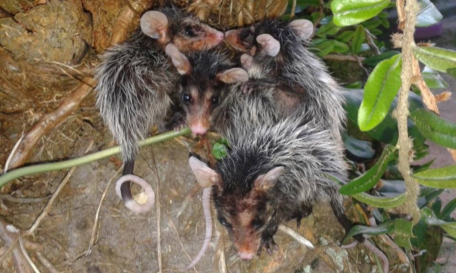 Dog Adopts Orphaned Opossums, Takes Them For Rides On Her Back - The Dodo