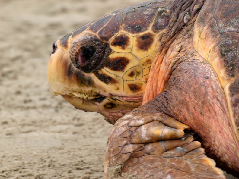 These Animals Are Nearly Extinct, And Still Being Poached - The Dodo