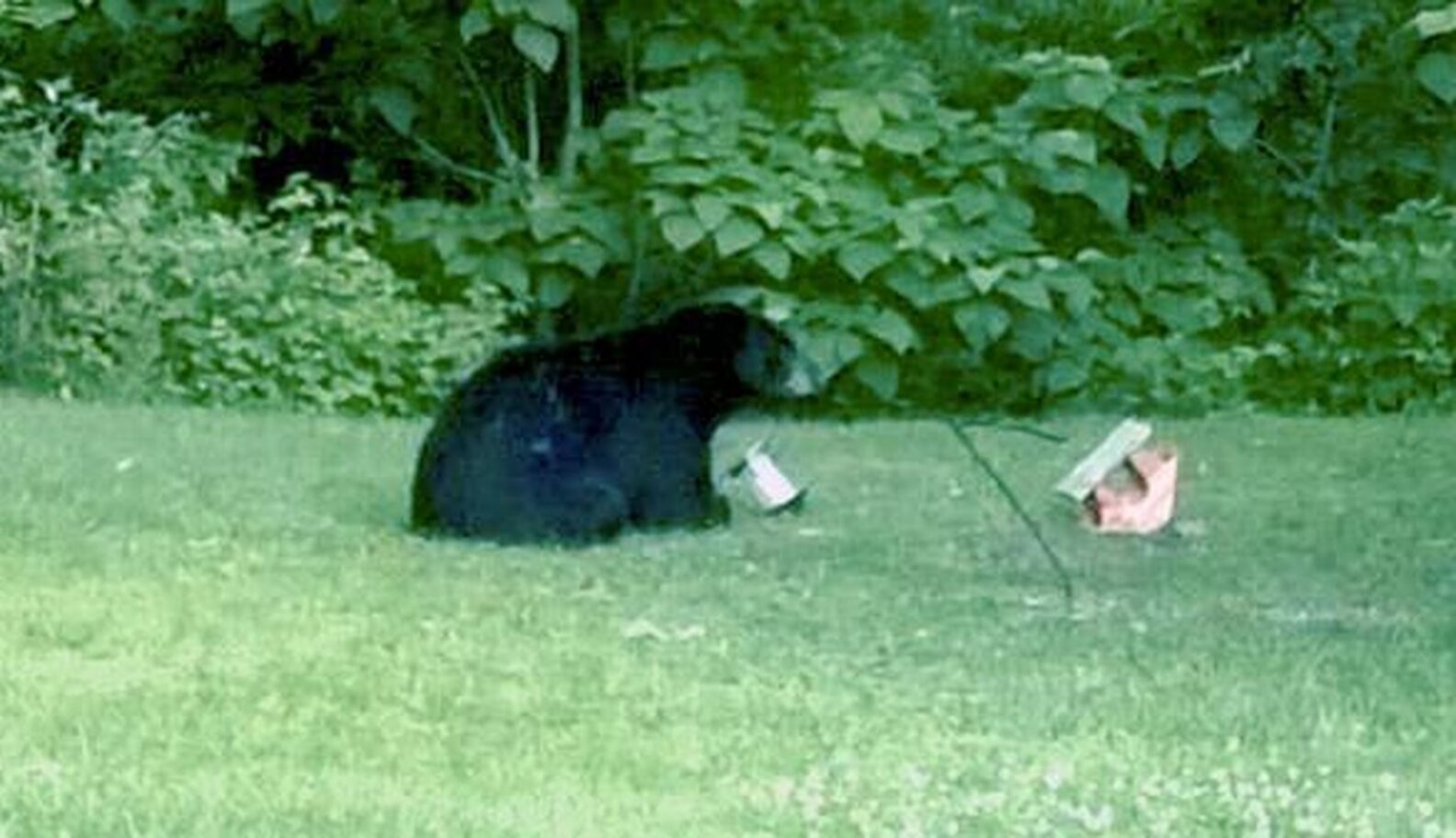 Bear Spotted For First Time In 140 Years. And Now They're Kicking Him ...