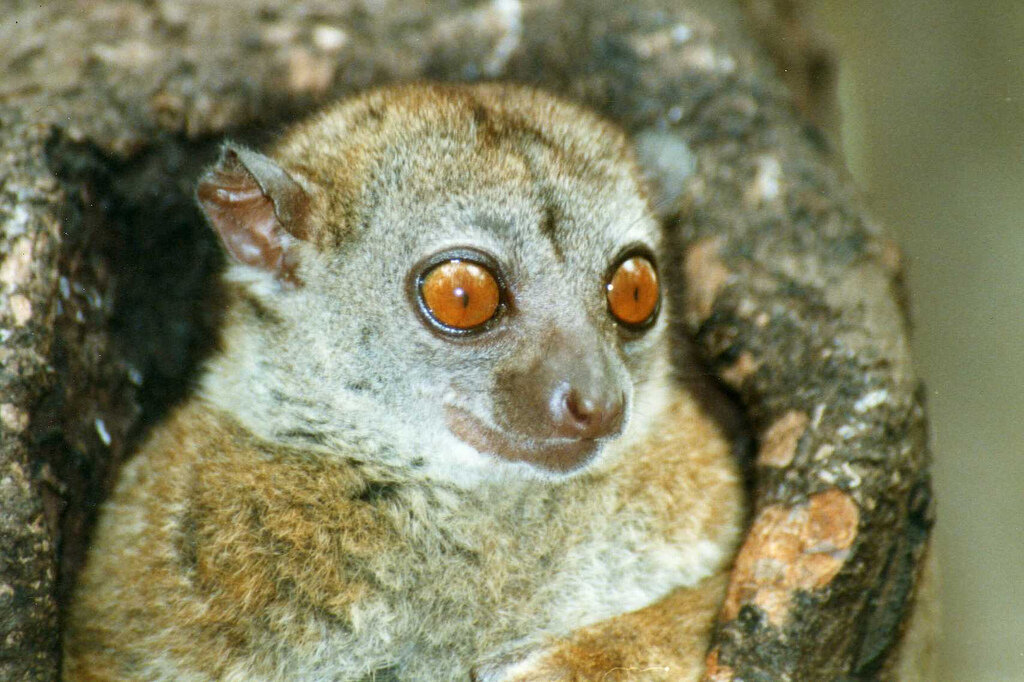 These Animals Are Nearly Extinct, And Still Being Poached - The Dodo