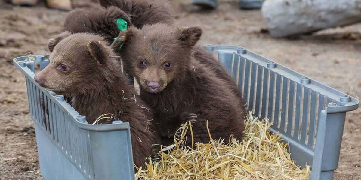 Orphaned Bear Cubs Found Under A House Get The Chance To Grow Up Wild ...