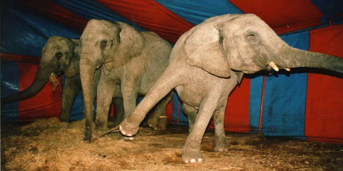 Contact Congress Today to Help Stop Circus Suffering! - The Dodo