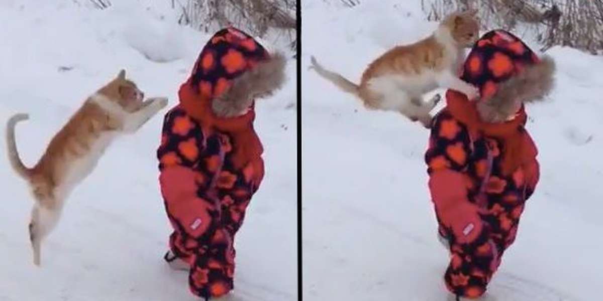Pro-Wrestling Cat Brings Unsuspecting Toddler To The Ground - The Dodo