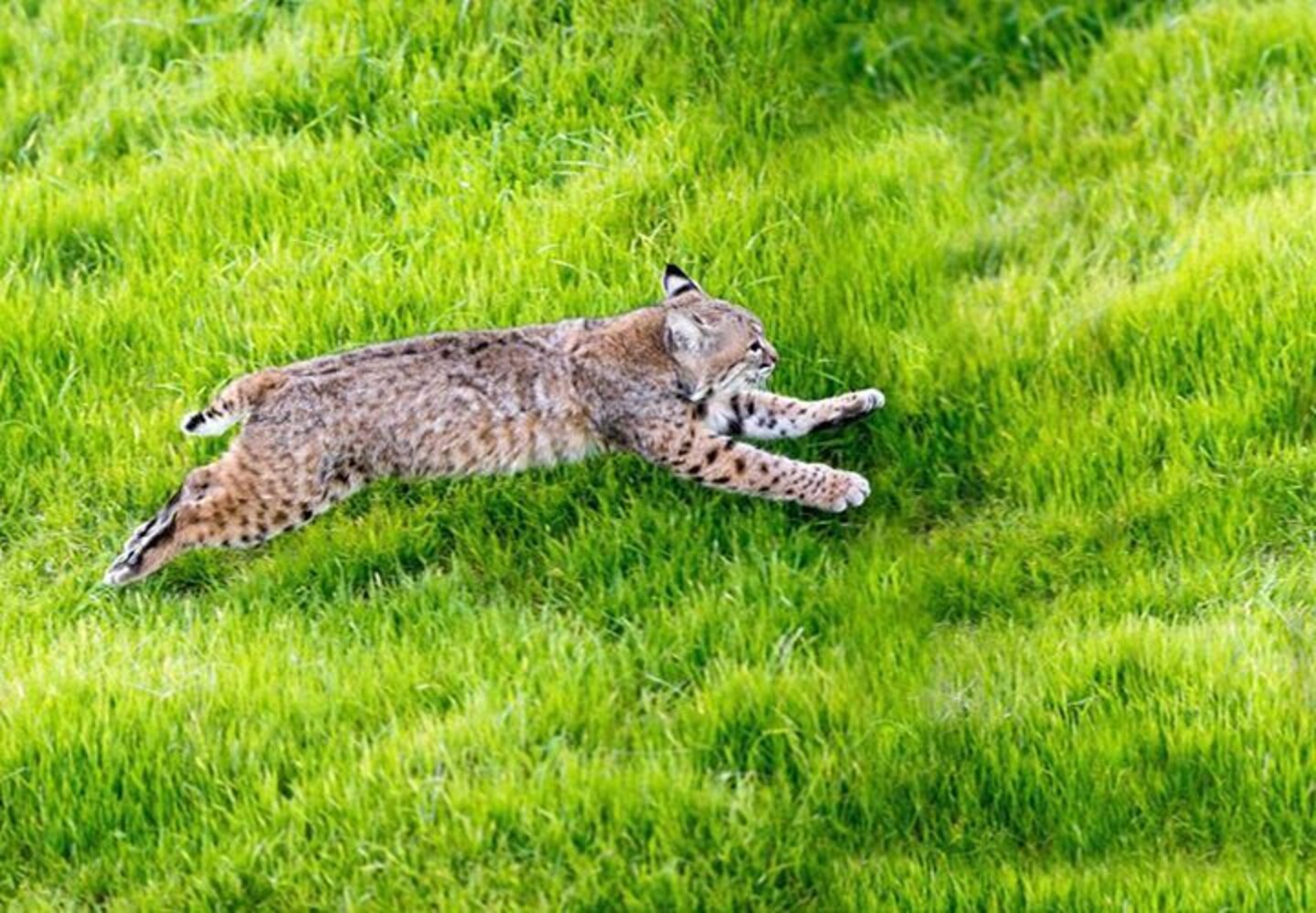 Feisty Little Bobcat Rescued From Barbed Wire Sprints To Freedom - The Dodo