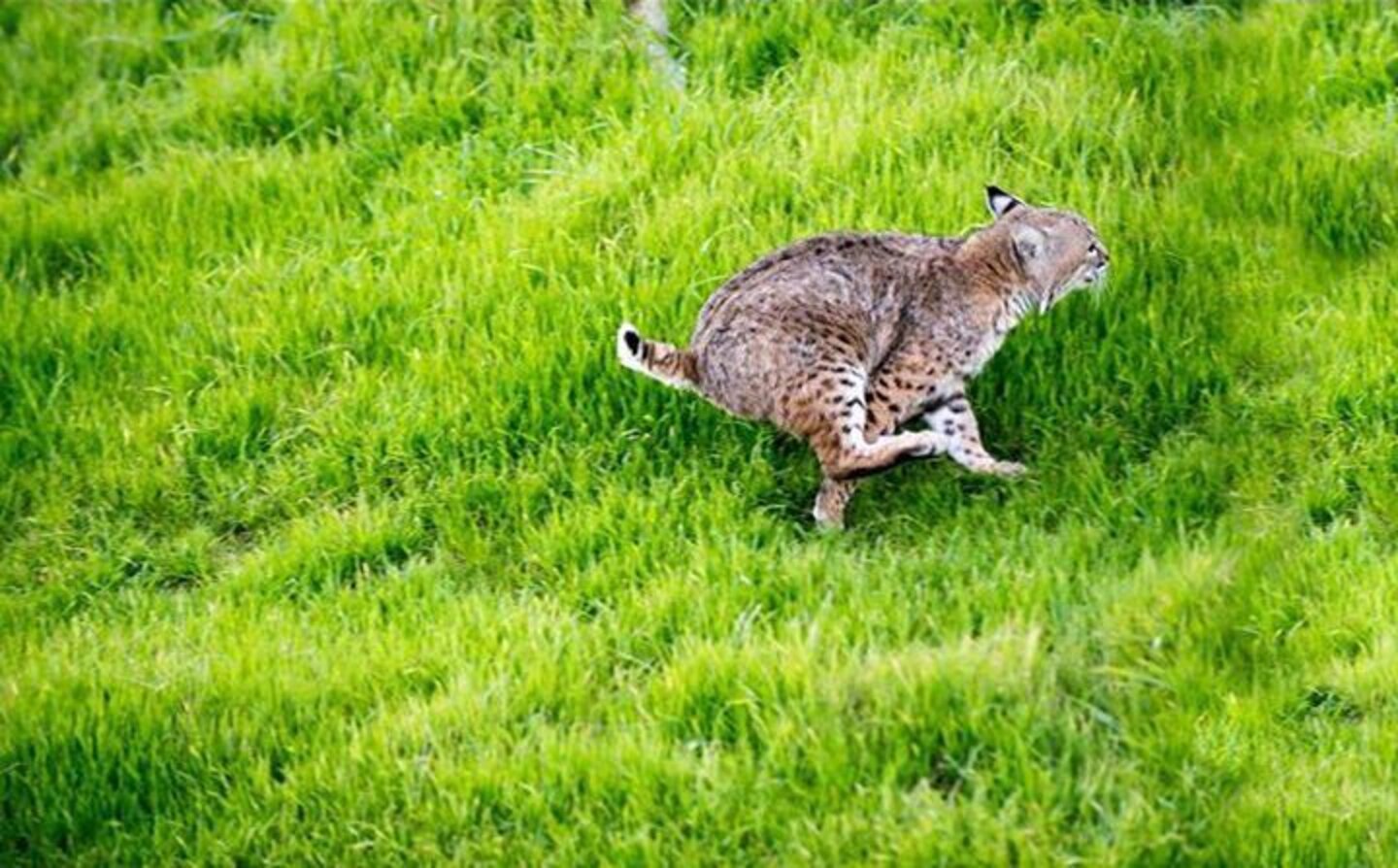 Feisty Little Bobcat Rescued From Barbed Wire Sprints To Freedom - The Dodo
