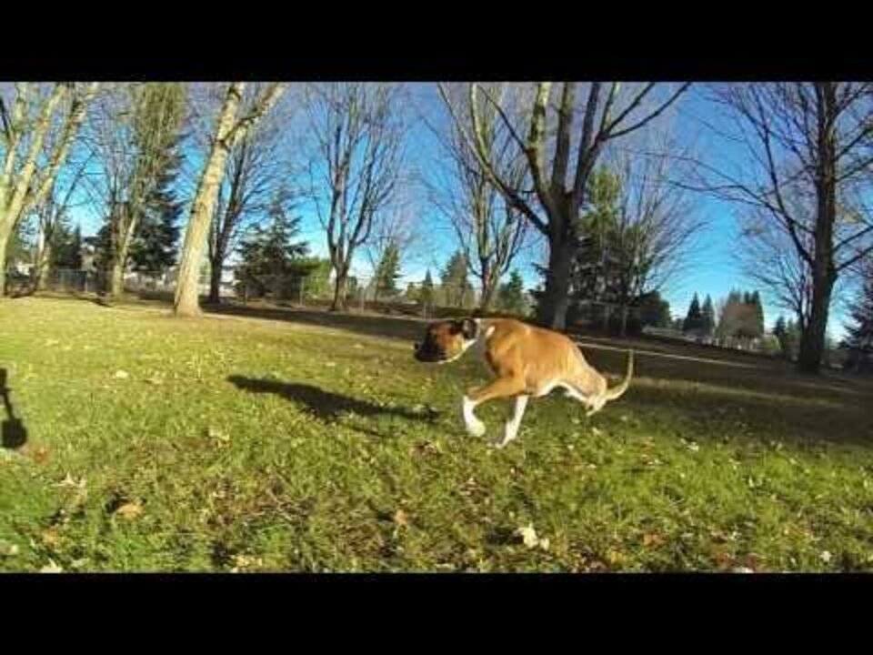 Amazing Two-Legged Puppy Can Still Run And Play - The Dodo