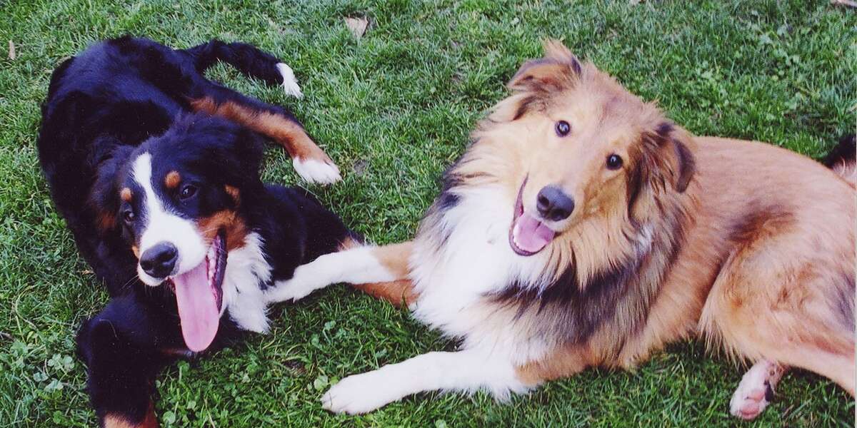 Yes, Dogs Know How We Feel. - The Dodo