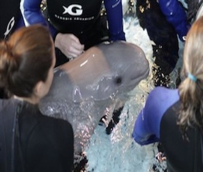 Infant Beluga Death at Georgia Aquarium is No Mystery - The Dodo