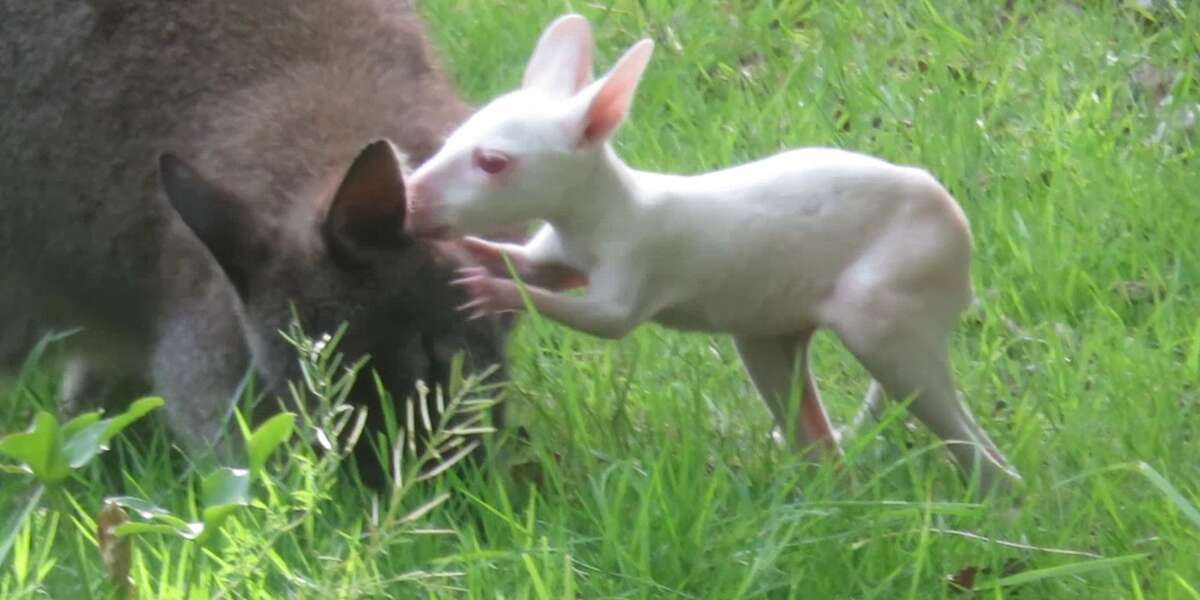 Baby Wallaby Just Wants To Climb Into Mom's Pouch - Videos - The Dodo