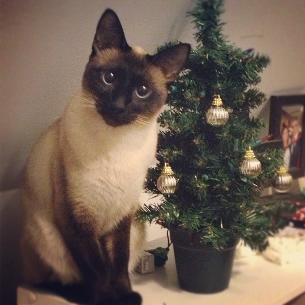 13 Cats Who Are Baffled By The Whole Christmas Tree Thing - The Dodo