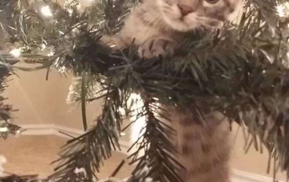 13 Cats Who Are Baffled By The Whole Christmas Tree Thing - The Dodo