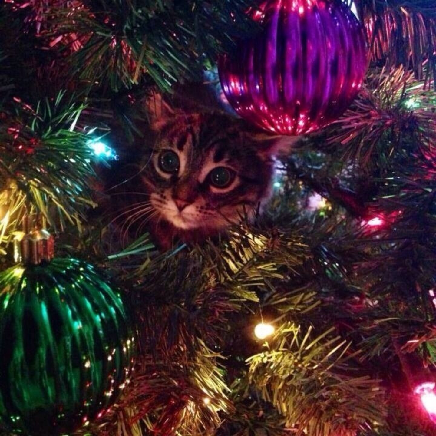 13 Cats Who Are Baffled By The Whole Christmas Tree Thing - The Dodo