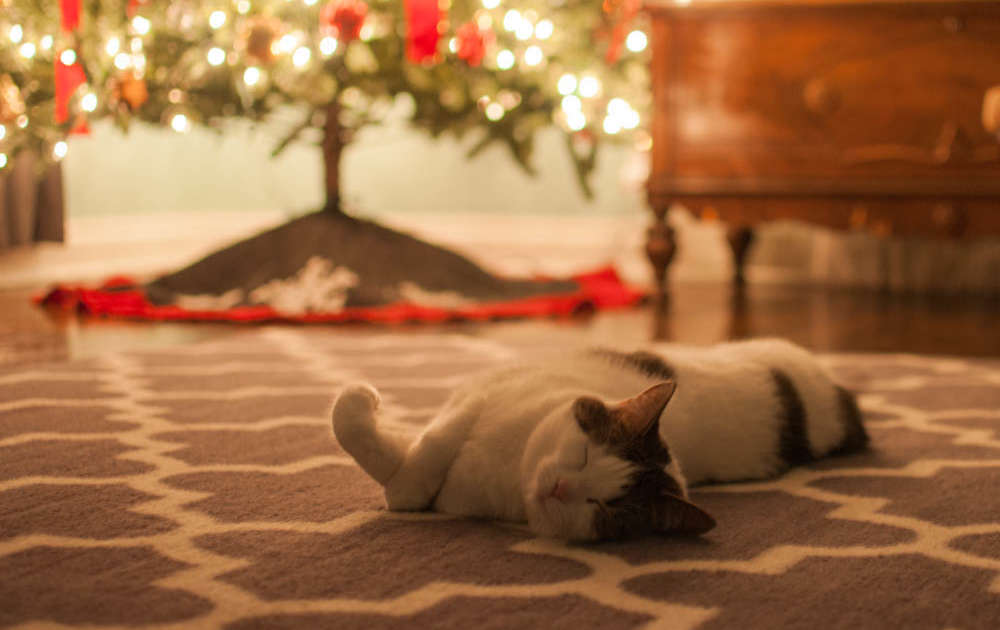 13 Cats Who Are Baffled By The Whole Christmas Tree Thing - The Dodo