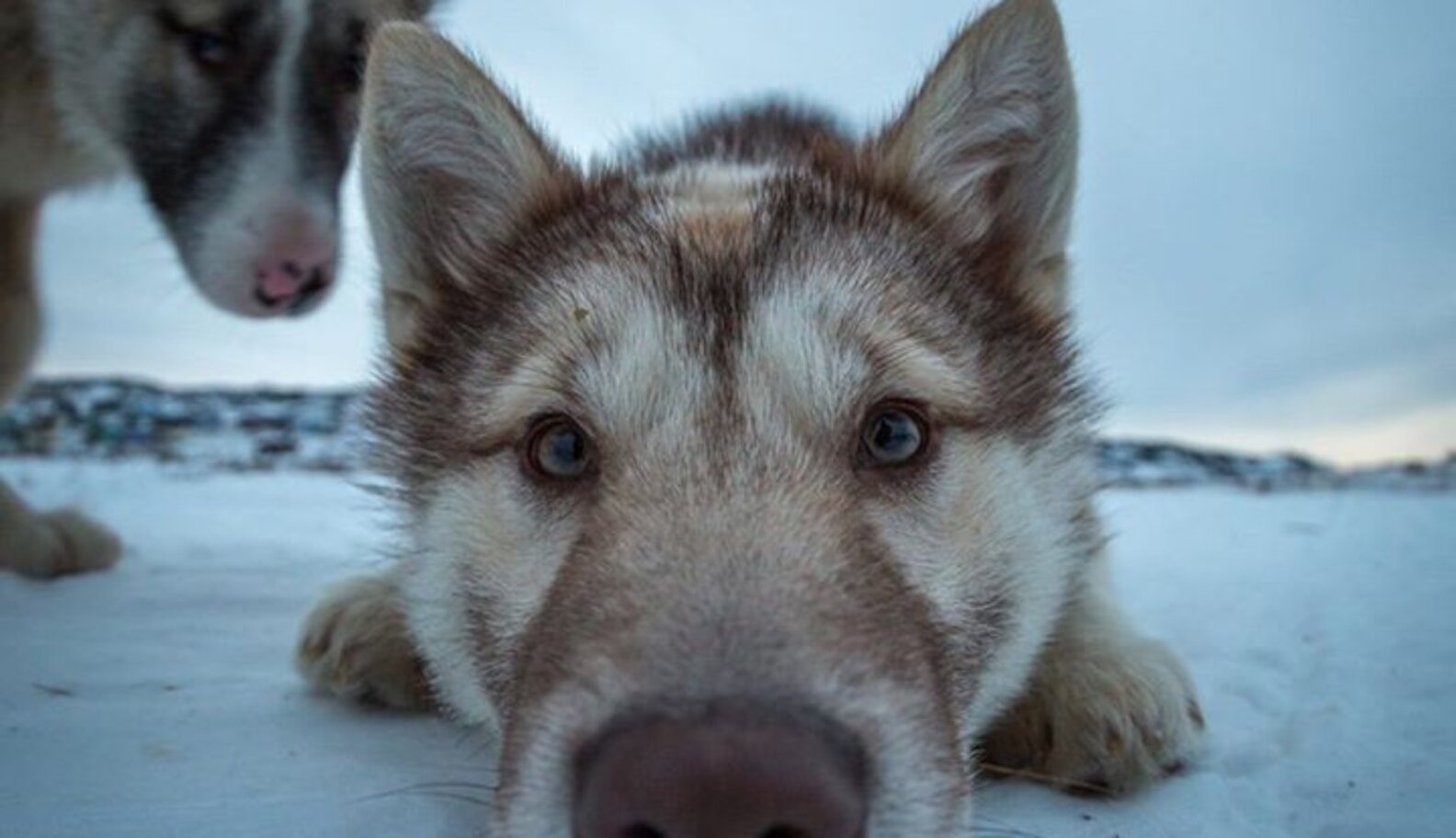 The Dogs of Greenland - The Dodo