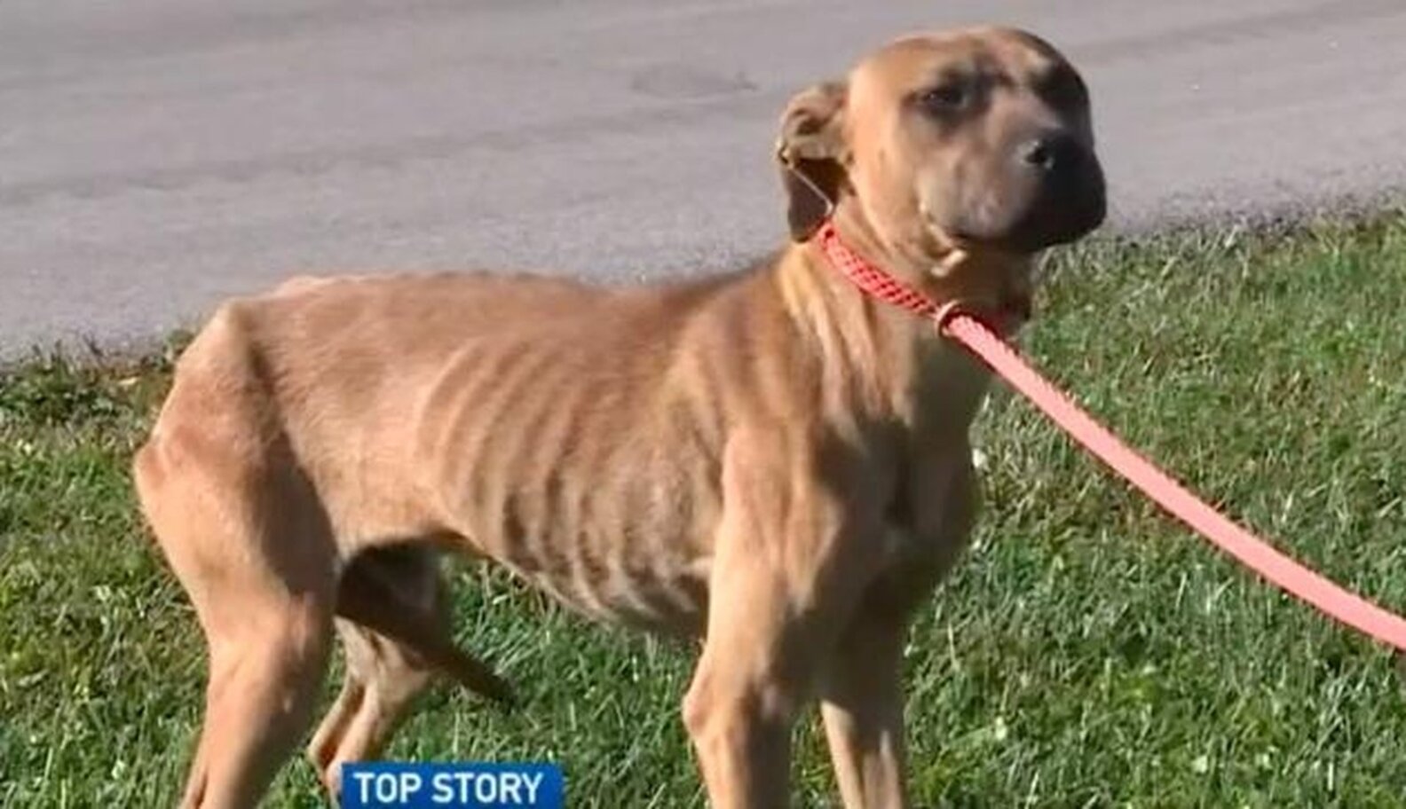 Emaciated, Trembling Pit Bulls Are Finally Learning To Play - The Dodo