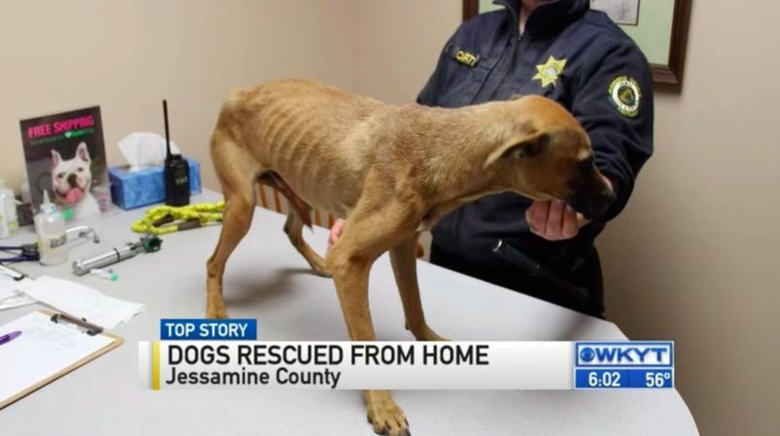 Emaciated, Trembling Pit Bulls Are Finally Learning To Play - The Dodo