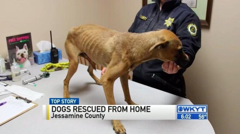 Emaciated, Trembling Pit Bulls Are Finally Learning To Play - The Dodo