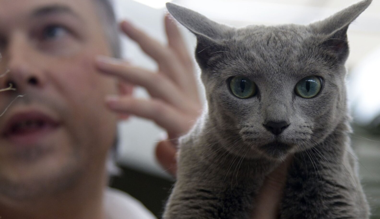 Amazing Faces From The World's Cattiest Pet Fair - The Dodo