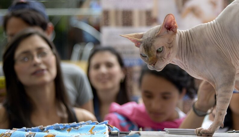 Amazing Faces From The World's Cattiest Pet Fair - The Dodo