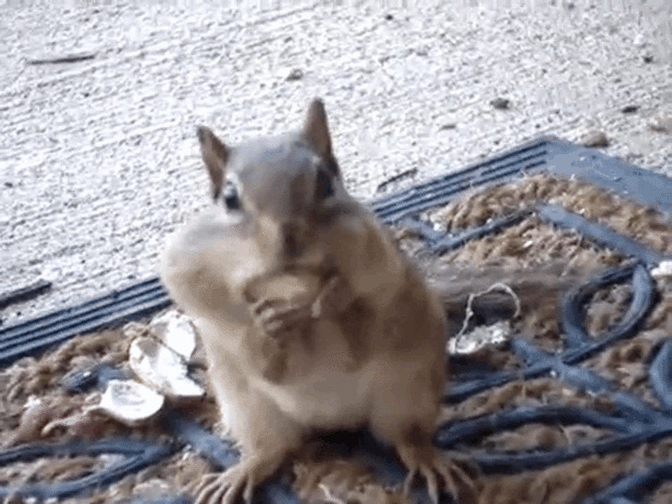 6 Chipmunks That Can Fit More In Their Cheeks Than You Can Fit In A ...