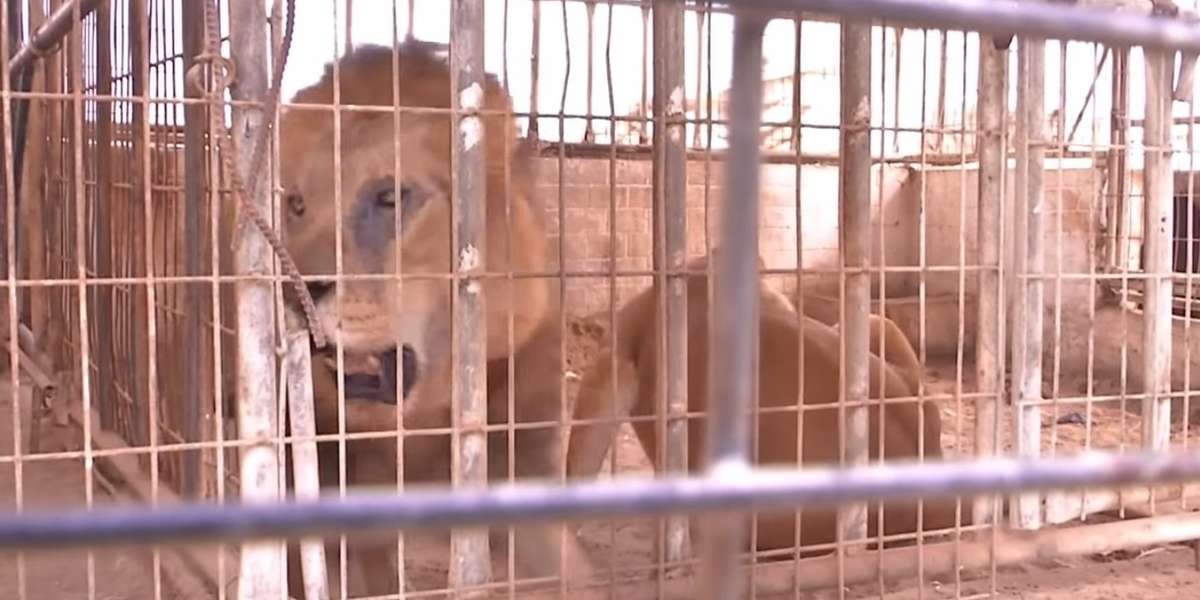 Nightmare Zoo Has More Dead Animals Than Living Ones - The Dodo