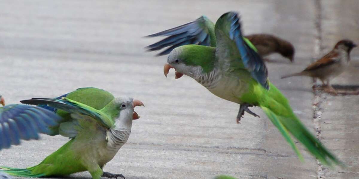 Squawking, Social, Competitive Parakeets Not So Different From Fellow ...
