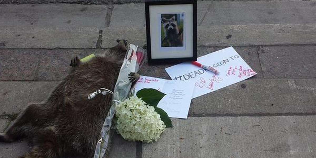 City Residents Create Impromptu Memorial For Dead Raccoon - The Dodo