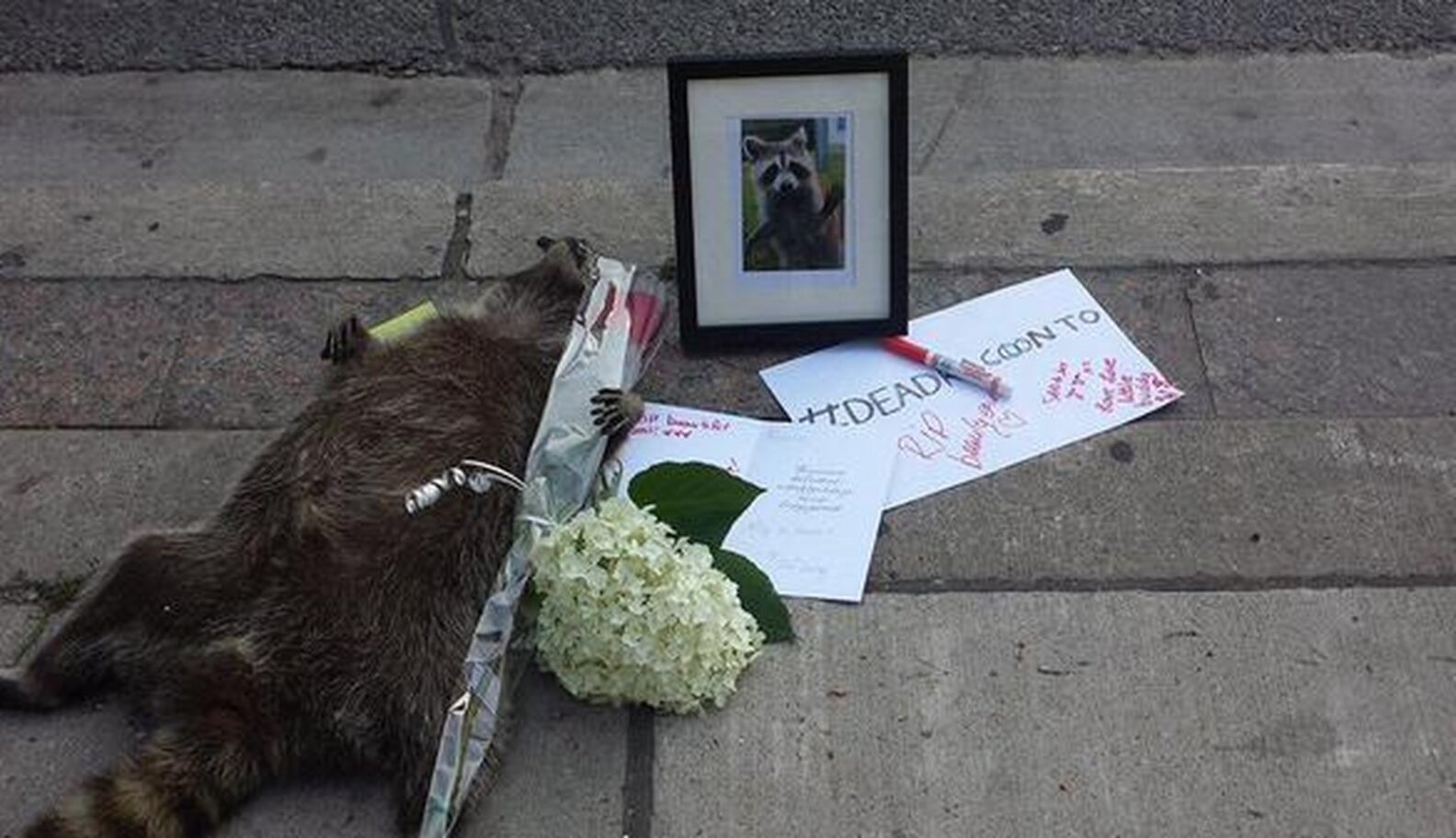 City Residents Create Impromptu Memorial For Dead Raccoon - The Dodo