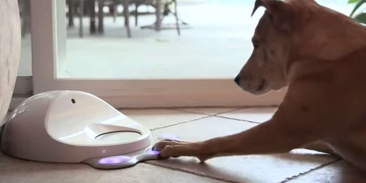 Will This Game Console For Dogs Make You Obsolete? - The Dodo