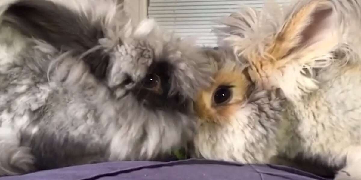 Rabbit And His Little Sister Loved Each Other So Much - The Dodo