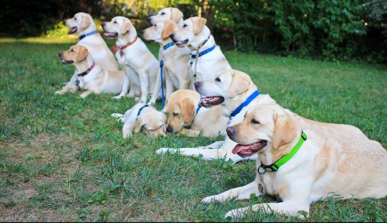 The Healing Power Of Psychiatric Service Dogs - The Dodo