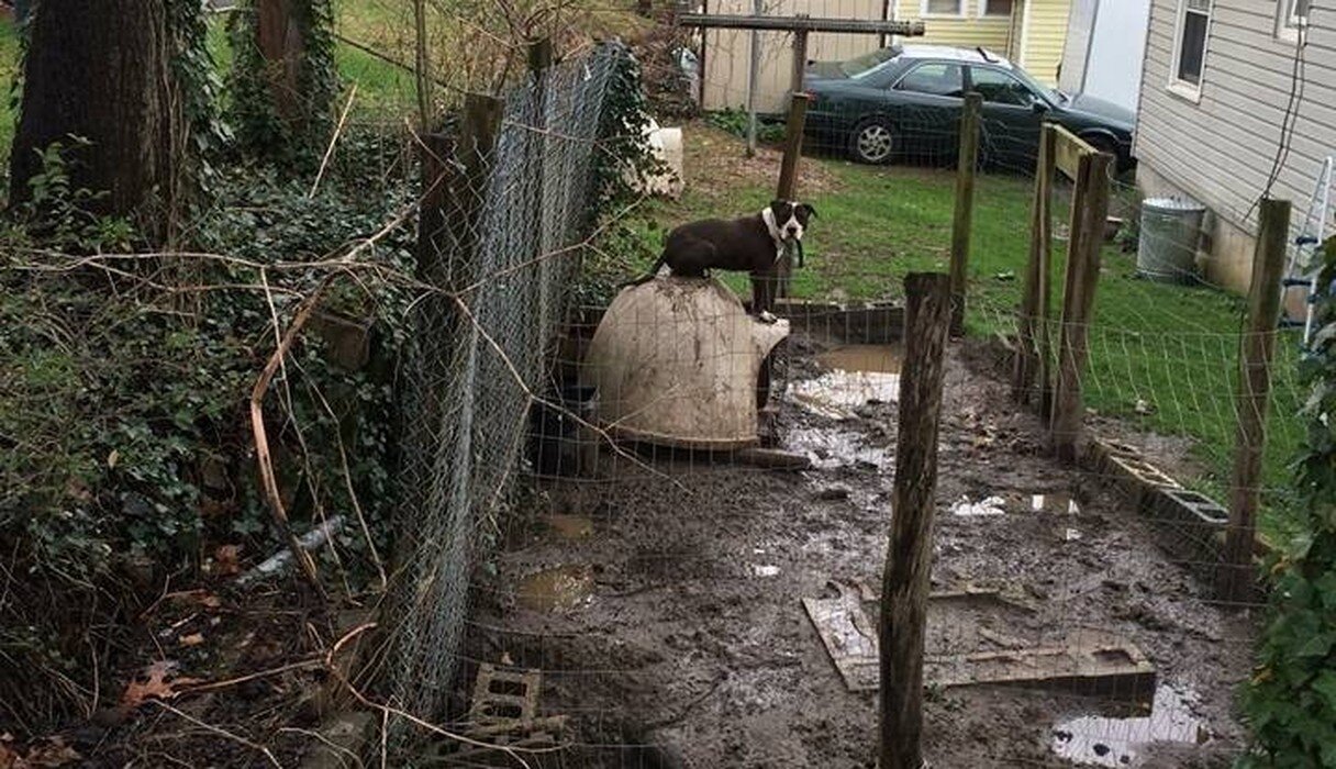 Mudhole Dog Reunites With The Construction Workers Who Saved Him - The Dodo