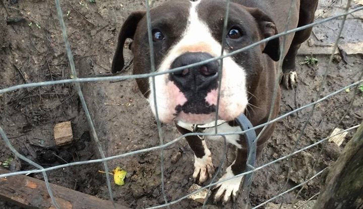 Mudhole Dog Reunites With The Construction Workers Who Saved Him - The Dodo