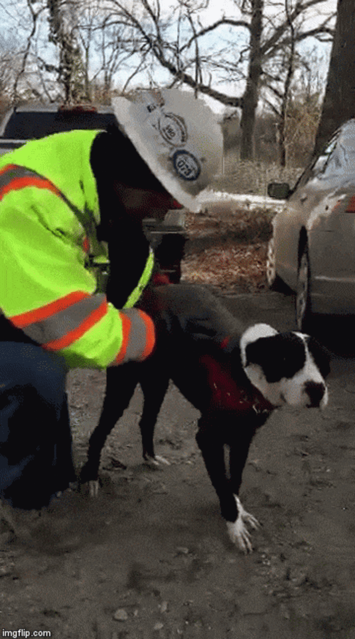 Mudhole Dog Reunites With The Construction Workers Who Saved Him - The Dodo