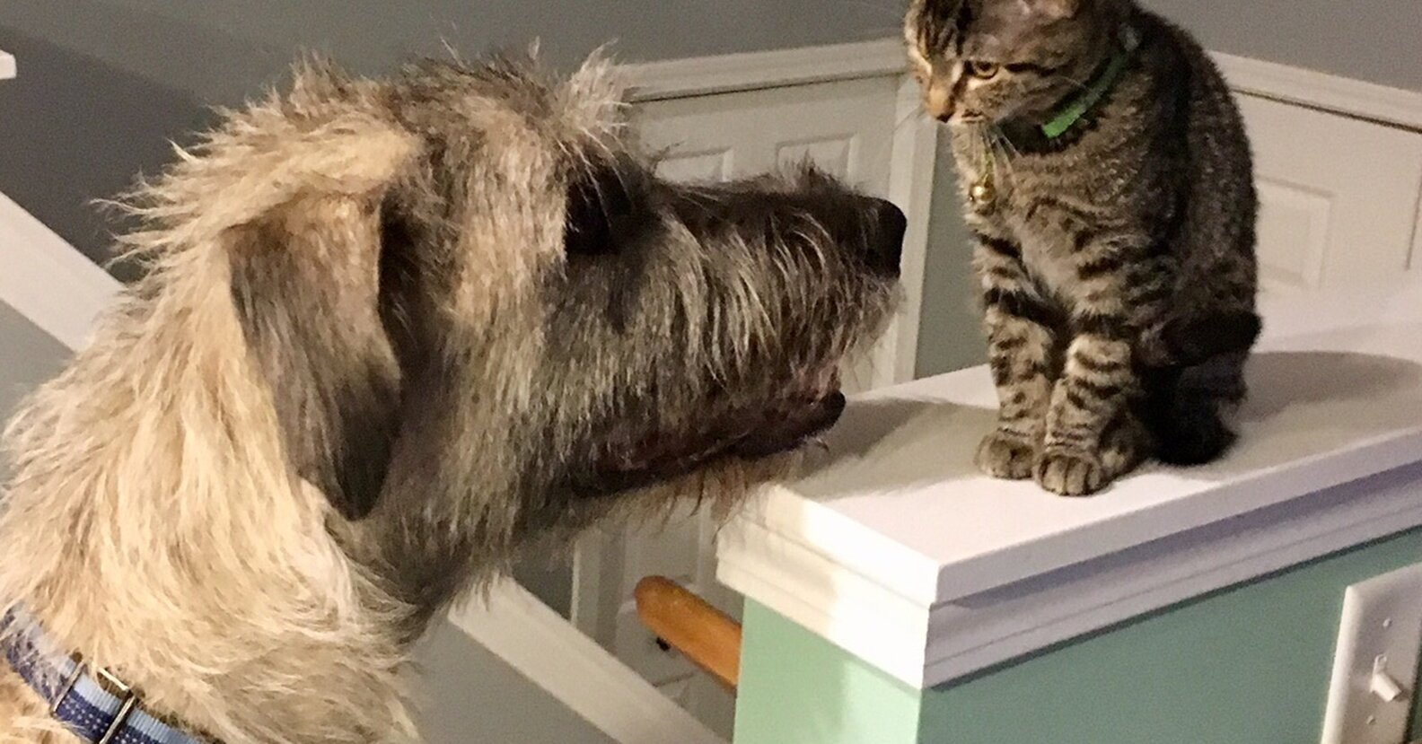 Tiny Kitten Loves To Stand Up For Her 180-Pound Dog Brothers - The Dodo