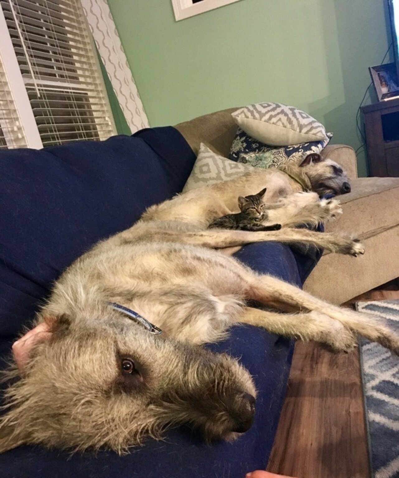 Tiny Kitten Loves To Stand Up For Her 180-Pound Dog Brothers - The Dodo