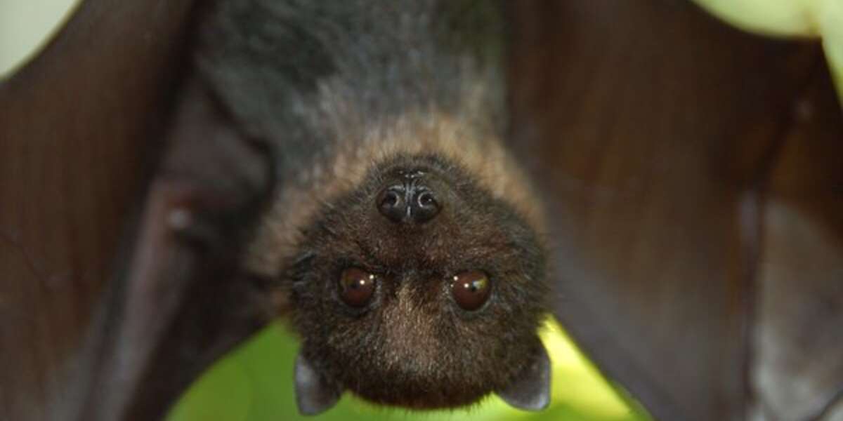 Today is Bat Appreciation Day! From eating pest insects to pollinating ...