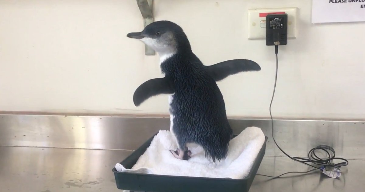 Baby Penguin Rescued From Storm Drain - The Dodo