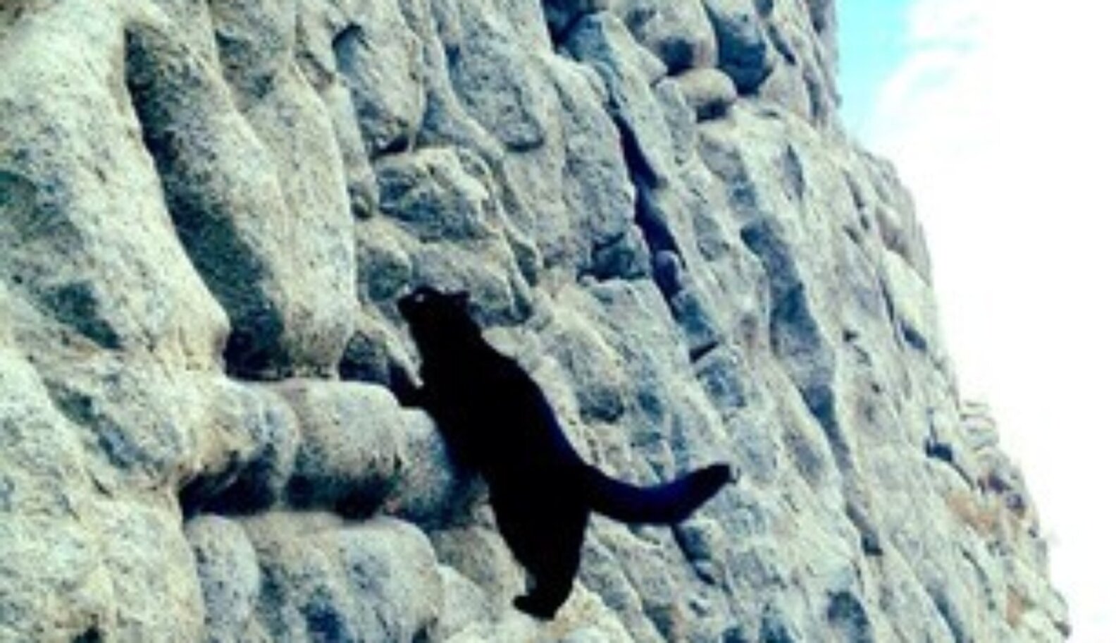 Climbing Cat Is The Best Partner This Backpacker Could Ever Ask For ...