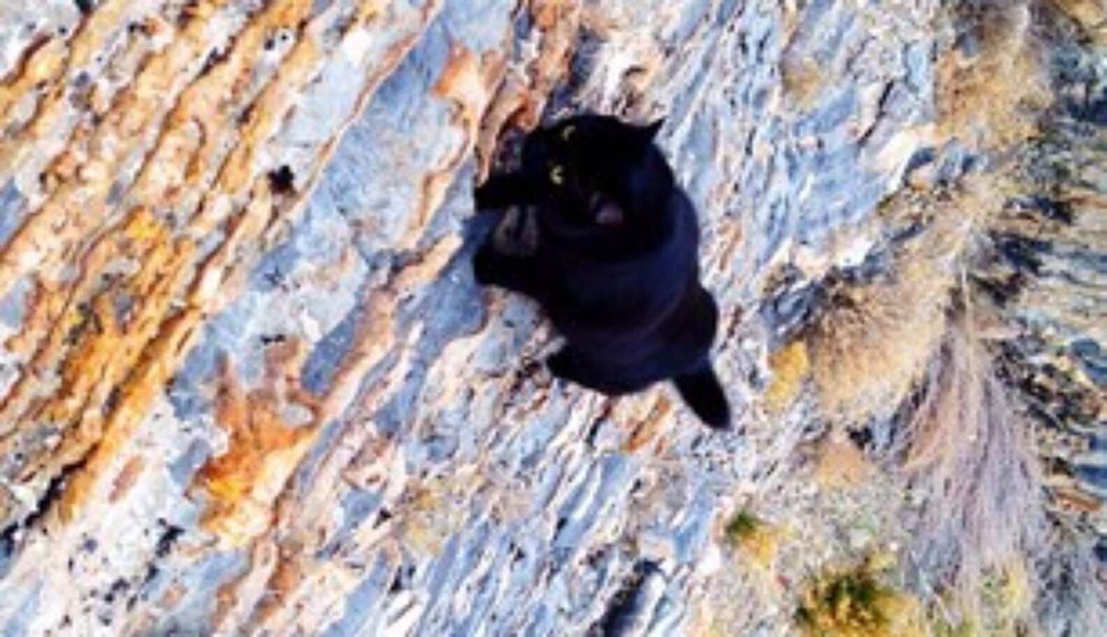 Climbing Cat Is The Best Partner This Backpacker Could Ever Ask For ...