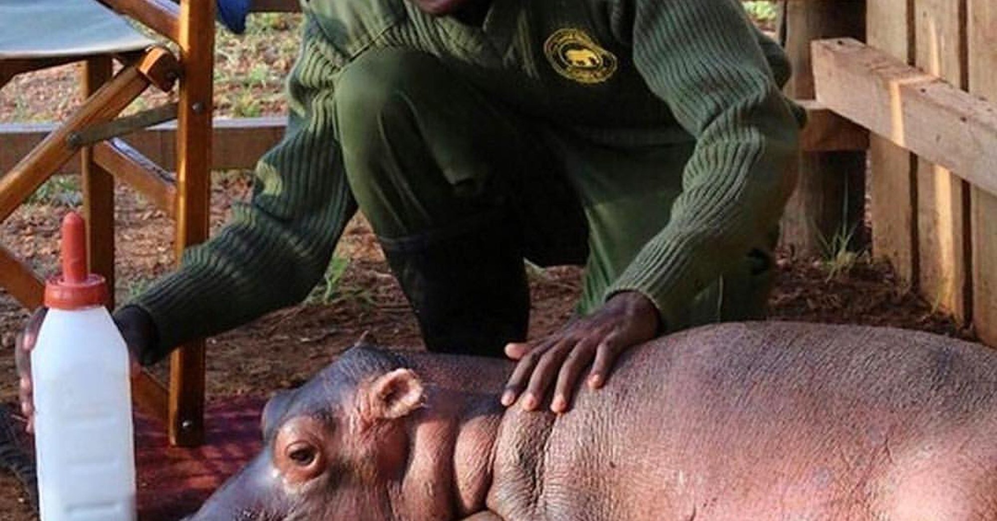 Hippo Calf Rescued From Mud Pit In Kenya - The Dodo