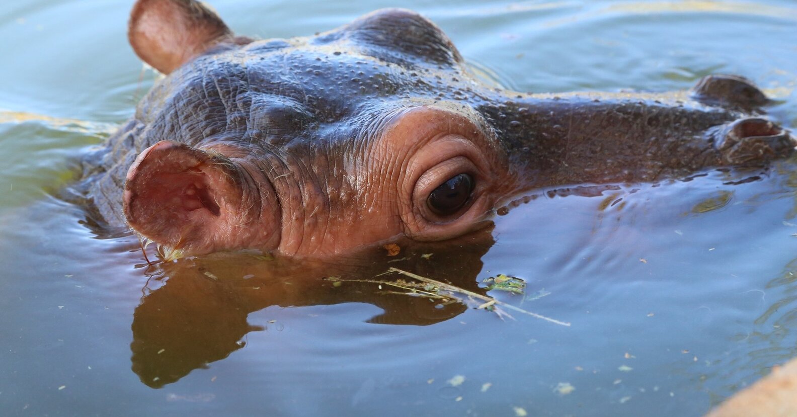 Hippo Calf Rescued From Mud Pit In Kenya - The Dodo