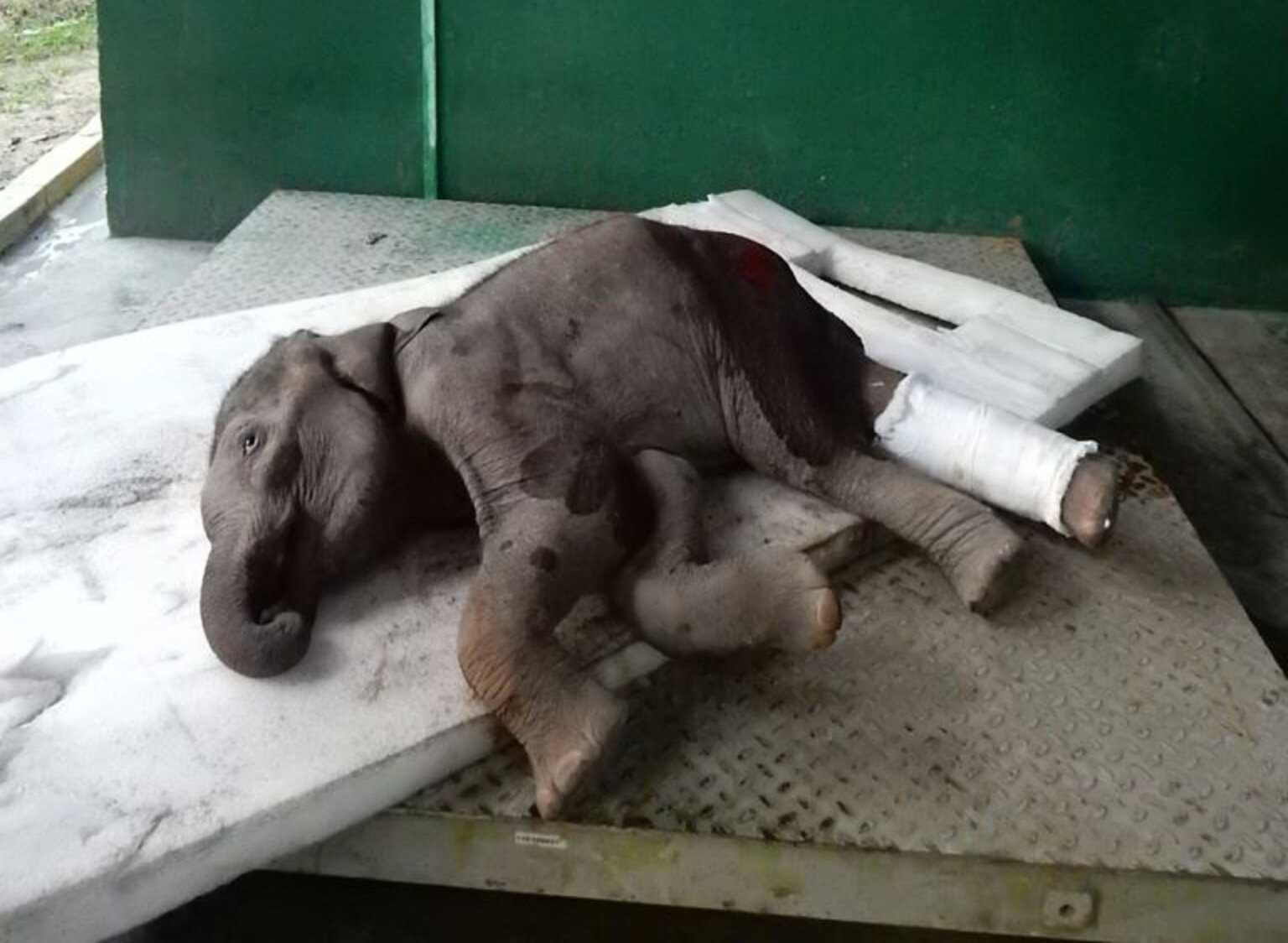 She Couldn't Keep Up With The Herd, So Doctors Gave Her A Little Cast ...