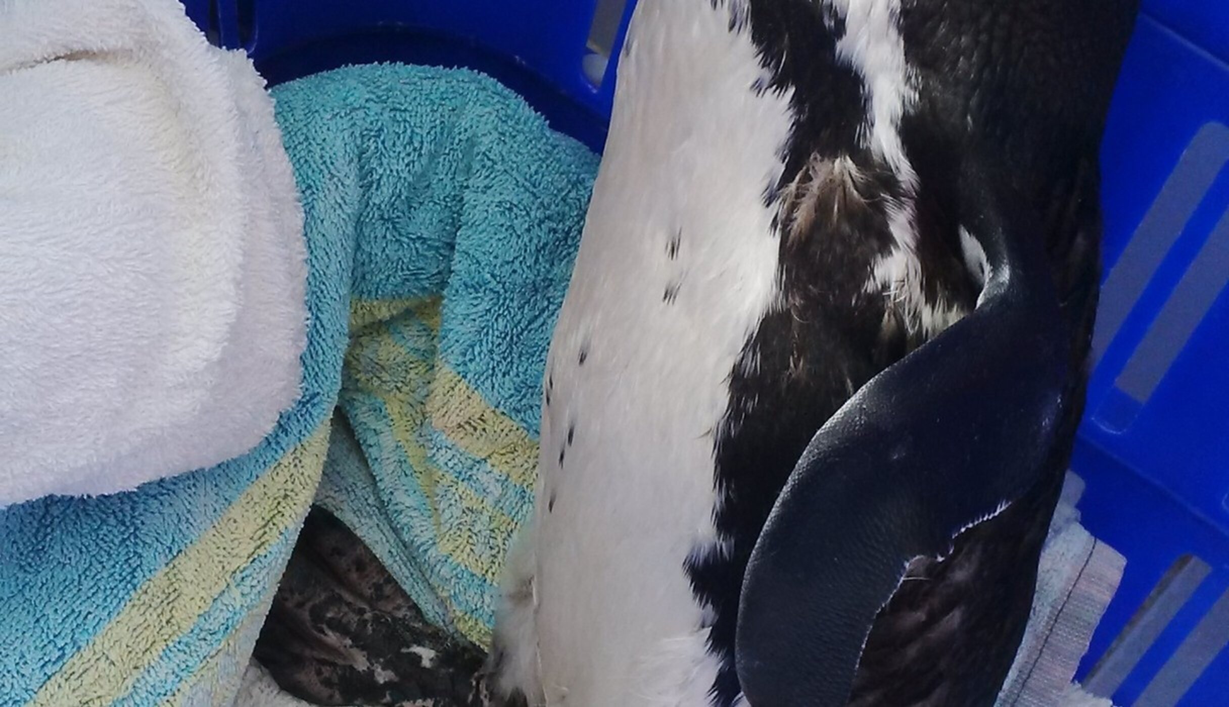 Stroke Survivor Builds Special Walker For Paralyzed Penguin - The Dodo