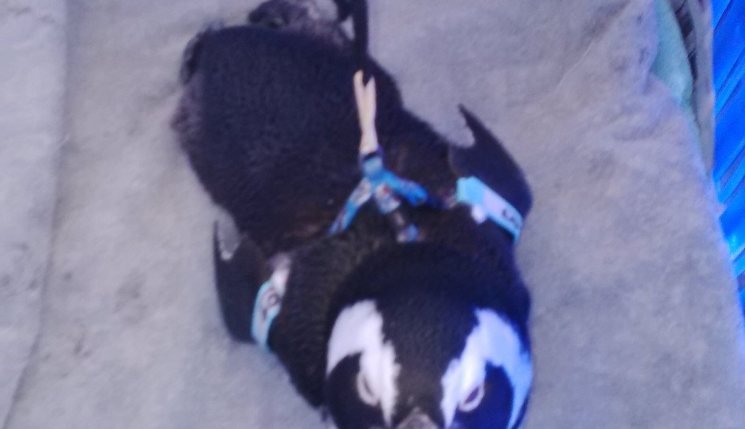 Stroke Survivor Builds Special Walker For Paralyzed Penguin - The Dodo