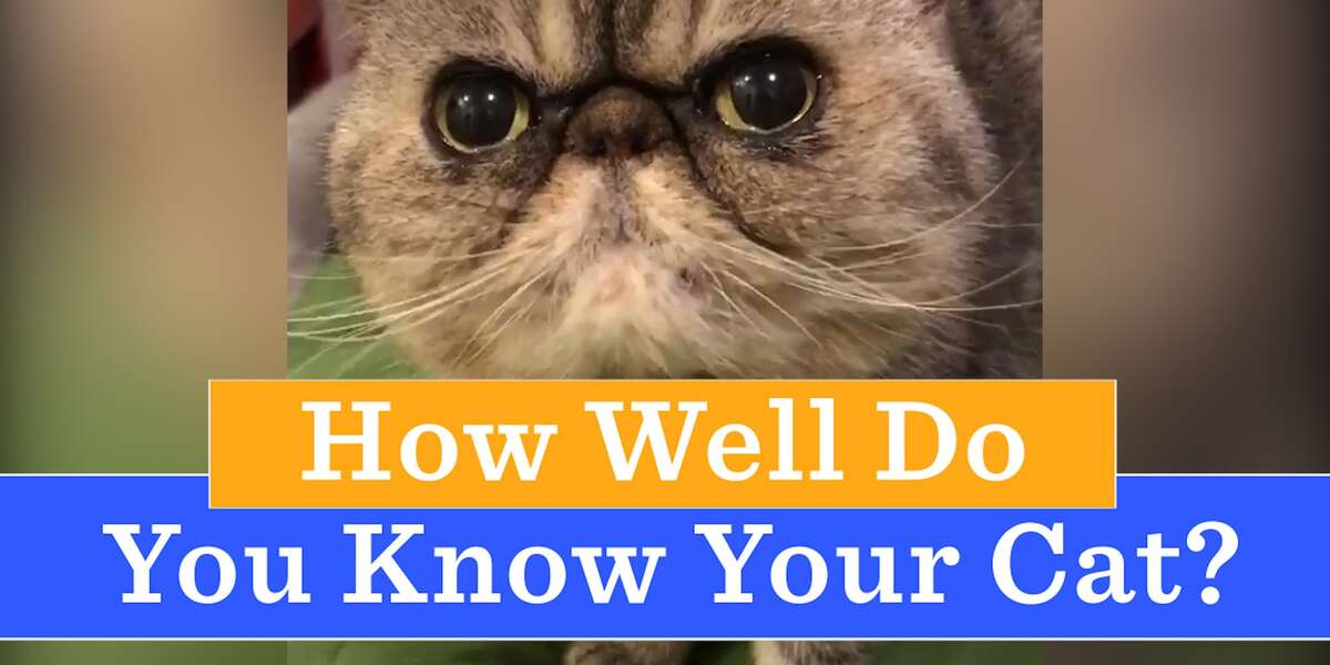QUIZ: How Well Do You Know Your Cat? - Videos - The Dodo