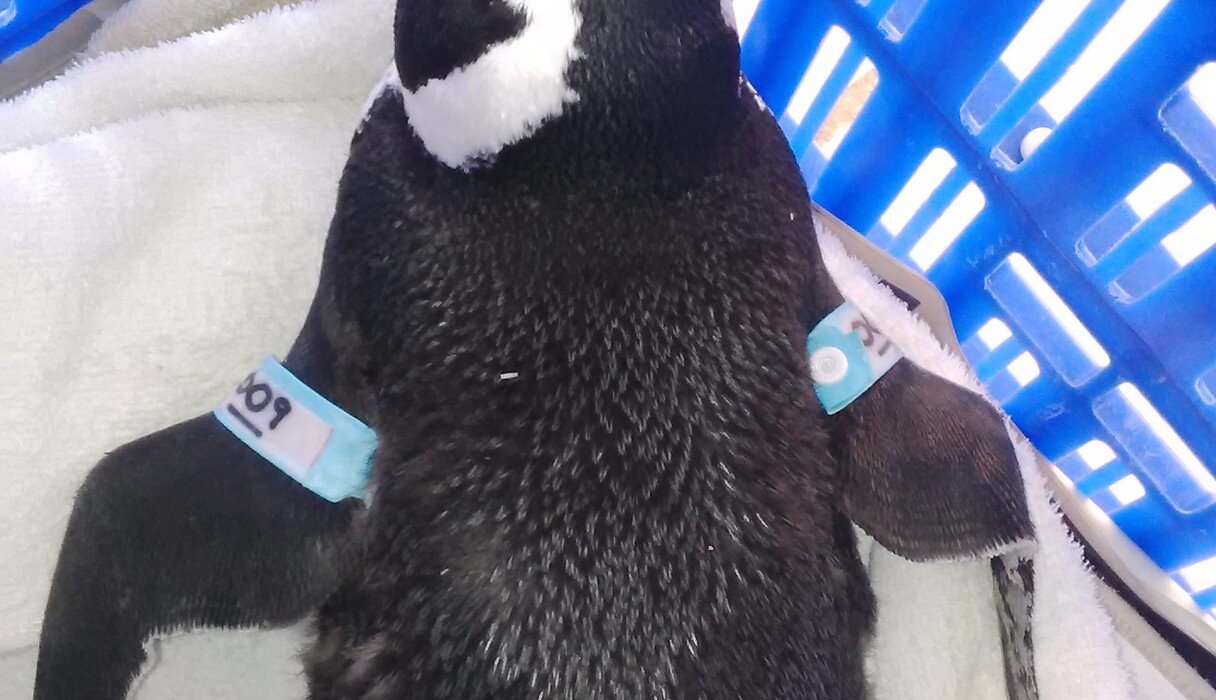 Stroke Survivor Builds Special Walker For Paralyzed Penguin - The Dodo