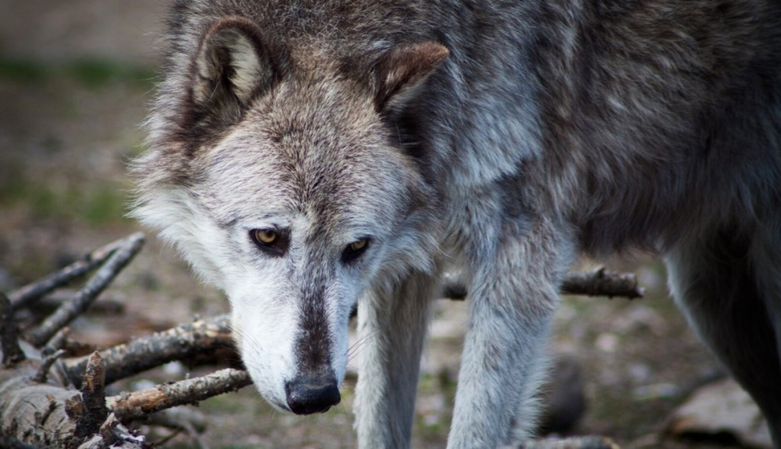 Blame "Two-Legged Wolves": Poachers Responsible For Idaho's Wildlife ...